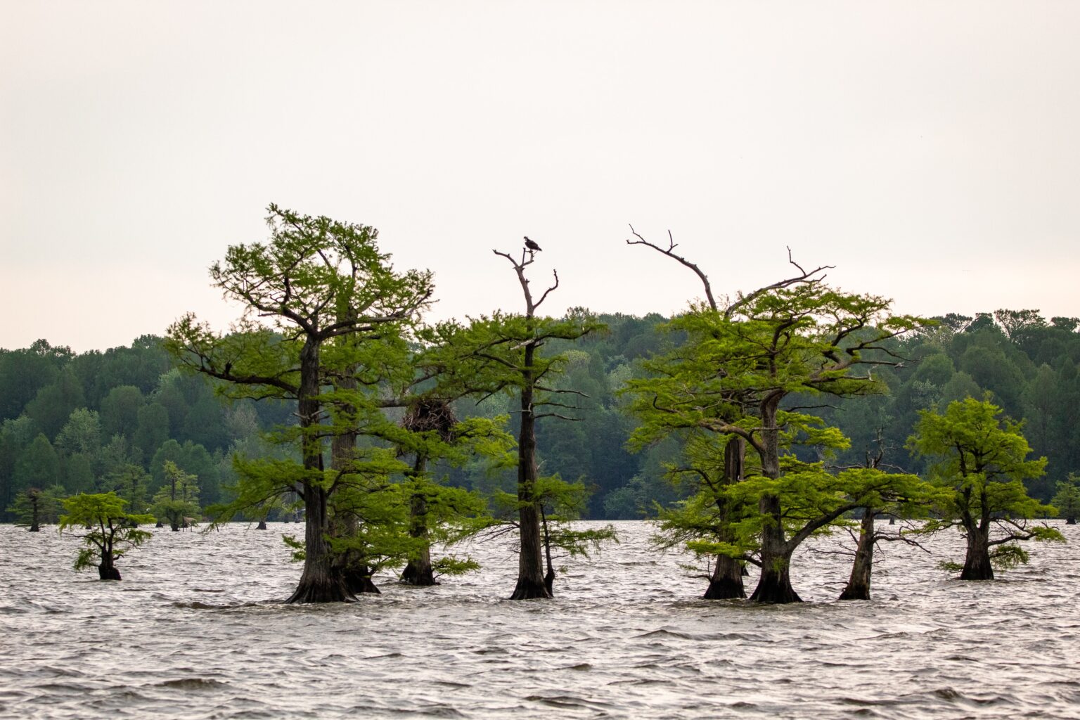 Things to Do in Reelfoot Lake | Lake.com