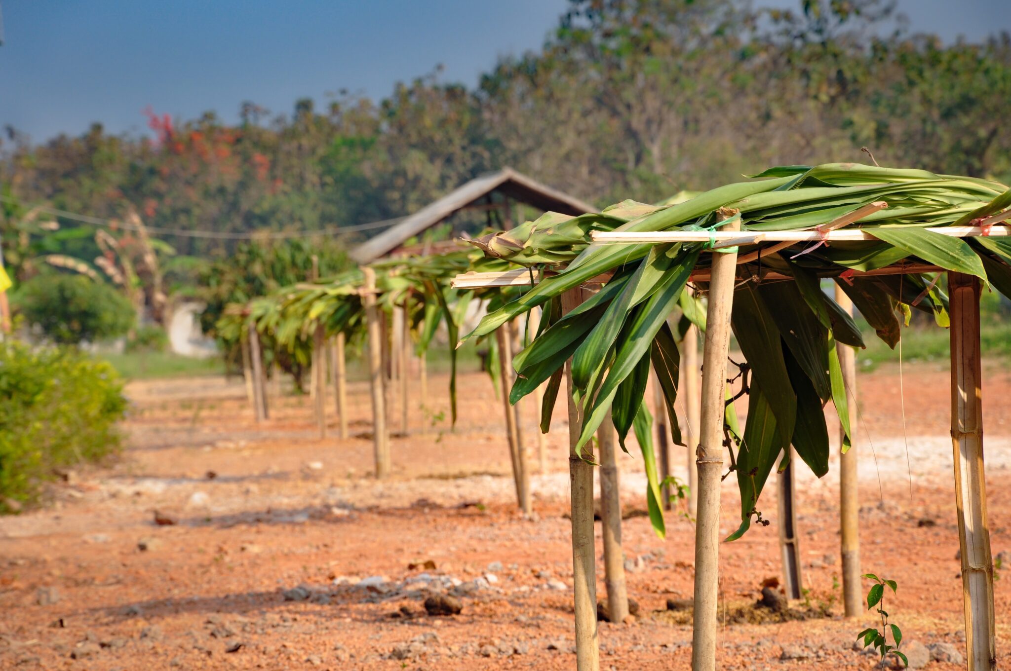 International Ecotourism Society: Exploring its Global Influence and ...