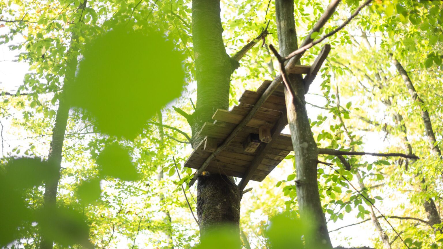 Outdoor Shelter Guide: How to Build 5 Essential Survival Shelters