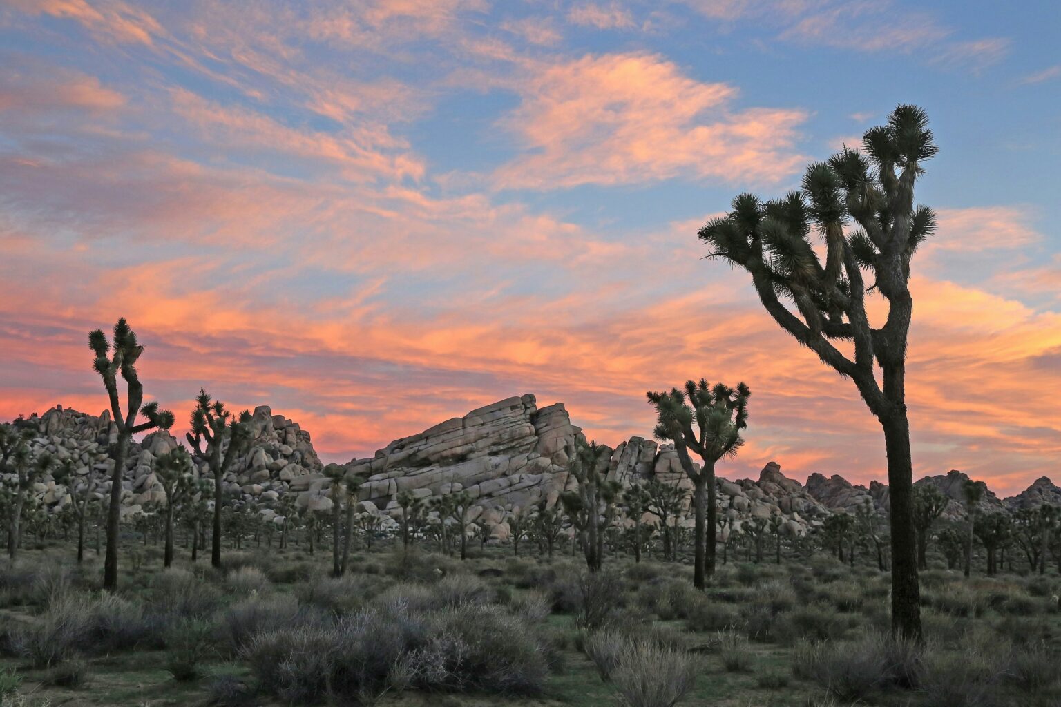 Joshua Tree Half Marathon 2026 | Lake.com