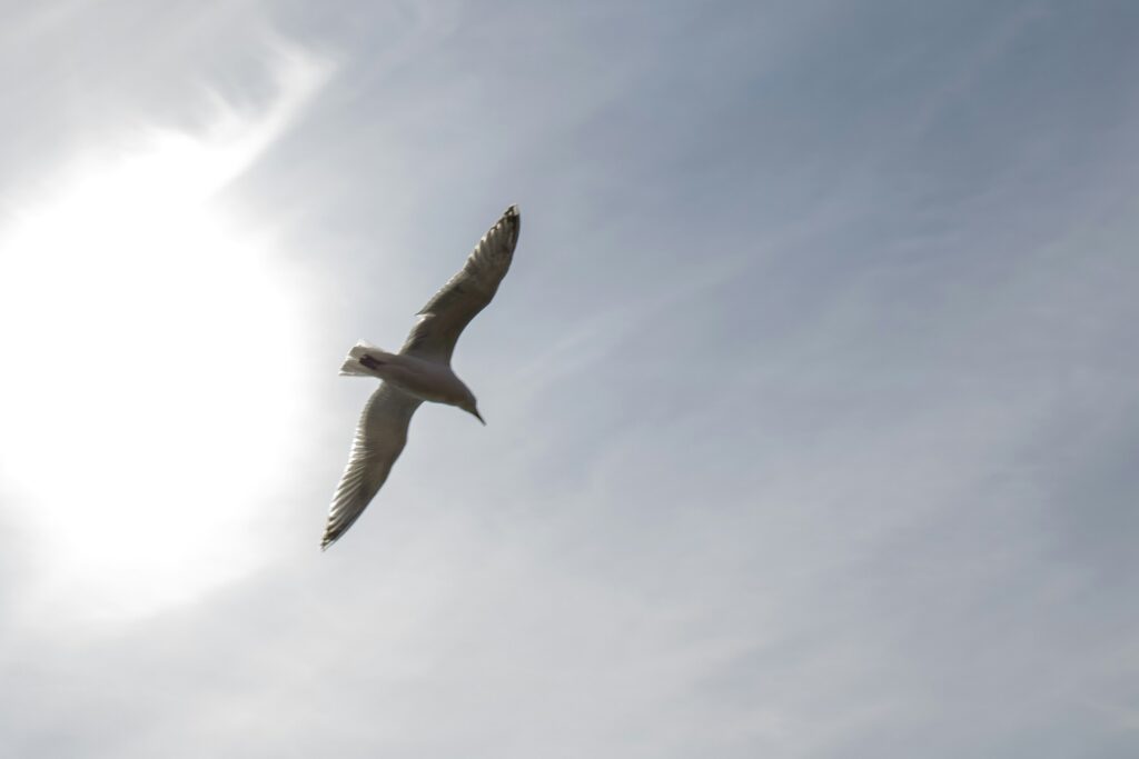 Best Lakes for Birdwatching: A Journey into Avian Wonders - Lake.com