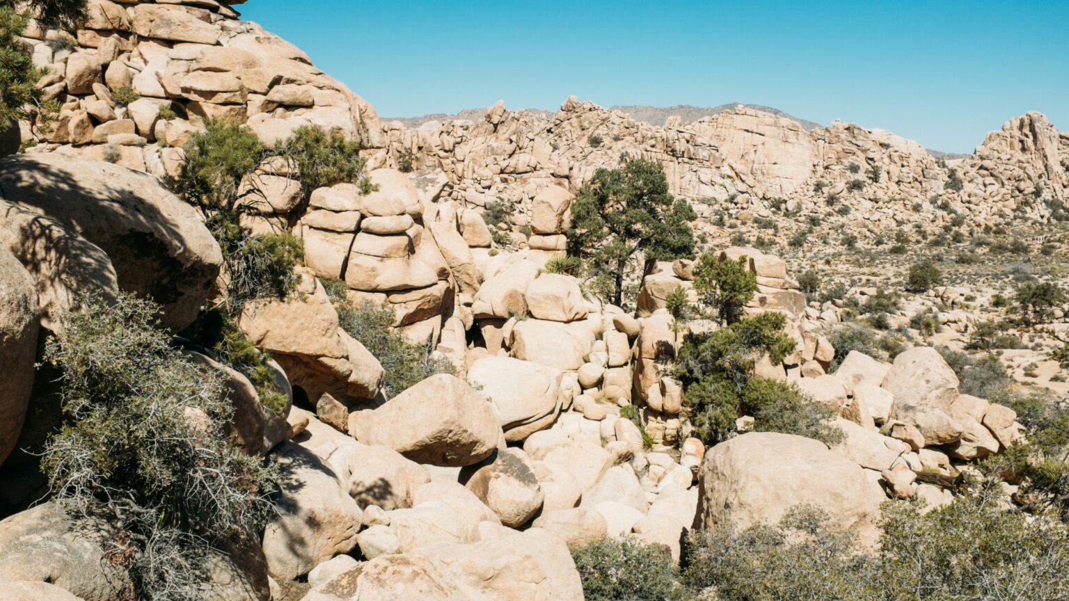 Best Time of Year to Visit Joshua Tree: Seasonal Guide & Tips