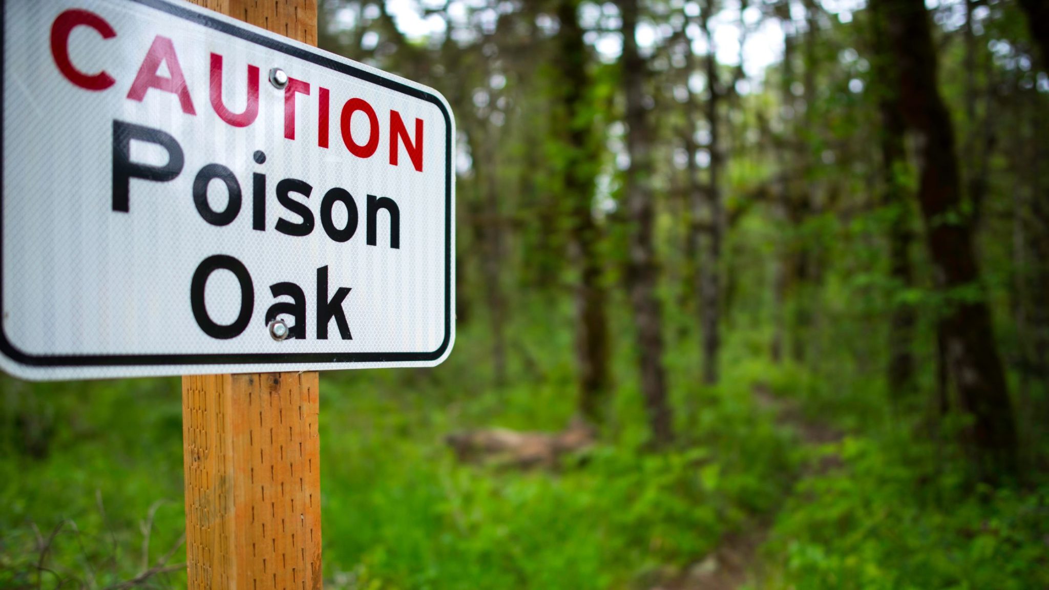 How To Spot Poisonous Plants Dangerous To Health on Vacation